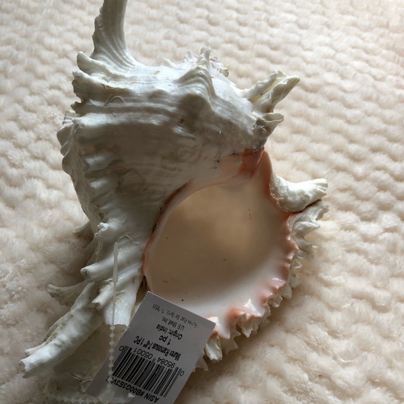 Accents | Home Decor White Conch Shell | Poshmark